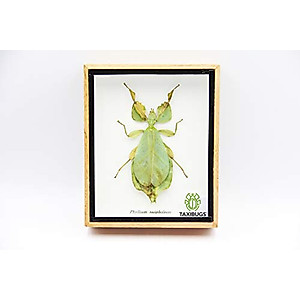 Angelwing Real Leaf Insect Beetle Bug Green Brown Taxidermy Butterfly Insect Box Framed Display