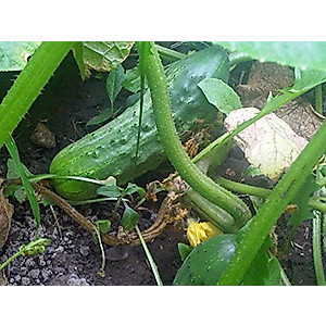 Cucumber, National Pickling Cucumber Seed, Heirloom,25 Seeds, Great for Pickling