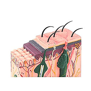 Anatomy Model Human Skin Tissue Structure Enlarged -A Total of 4 Components, Used for Anatomy Research and Medical School Education