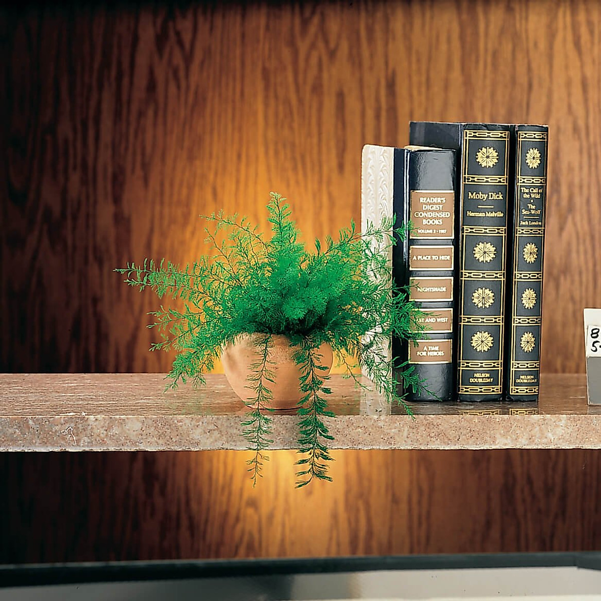 Mysterious Air Fern, Set of 2 – Water & Soil Free House Plant