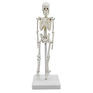 Miniature Human Skeleton Model, 8" Tall - with Mount & Stand - Anatomical Model, Articulated, Flexible Joints - Eisco Labs