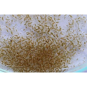 ONE Capsule Daphnia Magna Water FLEA Eggs Alive Free Chlorella Powder for Feeding Crustaceans - Daphnia, Moina, Rotifer, Fairy Shrimp, and Other Live Fish Food