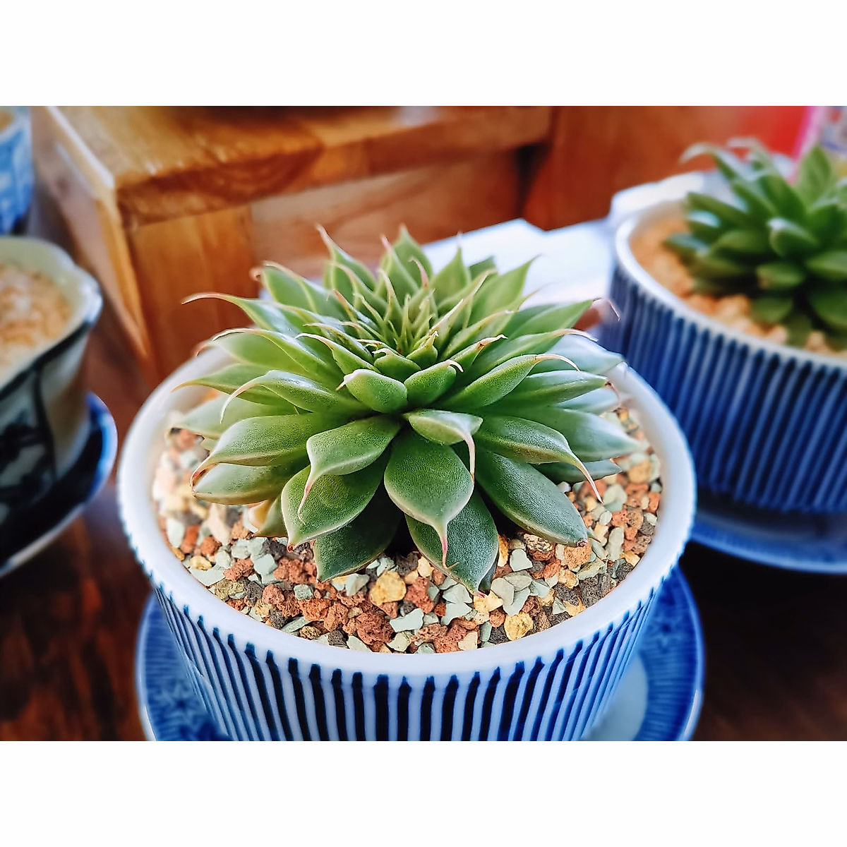 Boniosz 5lb Bonsai Succulent and Cactus Soil Gritty Mix Rocks Gravel for Terrarium Top Dressing Decorative Pebbles Potting Soil Amendment for Pots Indoor Plants, Fast Drainage, Neutralize Soil PH