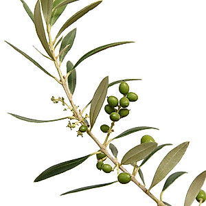 PERFECT PLANTS Arbequina Olive Live Plant, 2-3ft, includes Care Guide