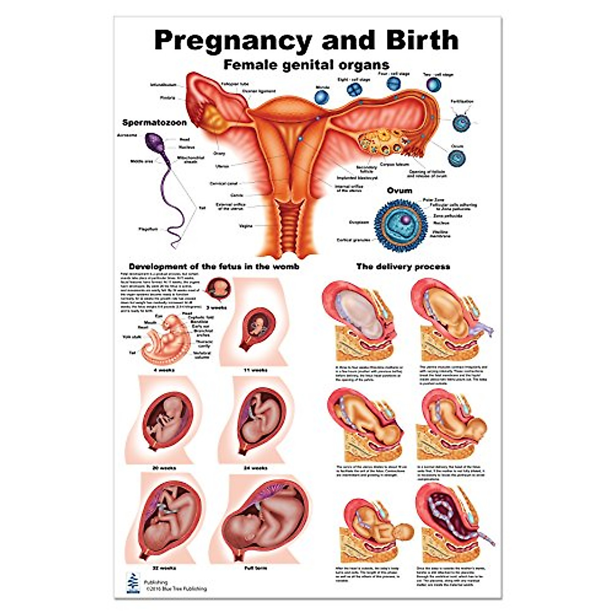 Pregnancy and Birth Poster 24 x 36 Heavy Plastic and Dry Erase Compatible