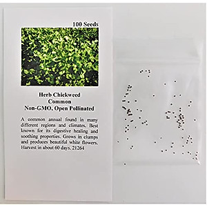 David's Garden Seeds Herb Chickweed Common 8337 (Green) 25 Non-GMO, Heirloom Seeds