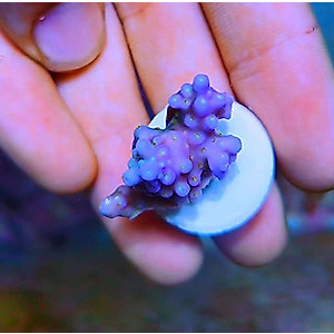 Aquarium Choice Ceramic Coralline Coral Frag Plugs 30 Pack