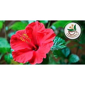 TeaDreamTea Hibiscus Tea Bags | 100 Bleach-Free Tea Bags | Caffeine Free | Dried Hibiscus Flowers | Hibiscus Flower Tea | Dried Flower Tea | Brew Hot or Iced |Herbal Hibiscus Tea