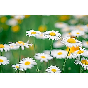 1000 Alaska Shasta Daisy Flower Seeds for Planting