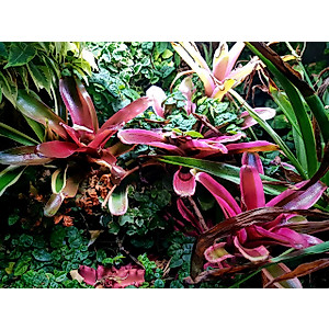 Jungle Dawn Arcadia LED Bar - 15W