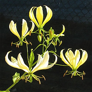 QAUZUY GARDEN 10 Yollow/Gold Creeping Climbing Flame Lily (Glory Gloriosa Lily/Fire Lily) Tiger Claw Agnishikha Seed Heirloom Eye-Catching Perennial Flower Attract Pollinators