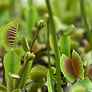Outsidepride Dionaea Venus Flytrap Indoor House Plant Seed - 10 Seeds