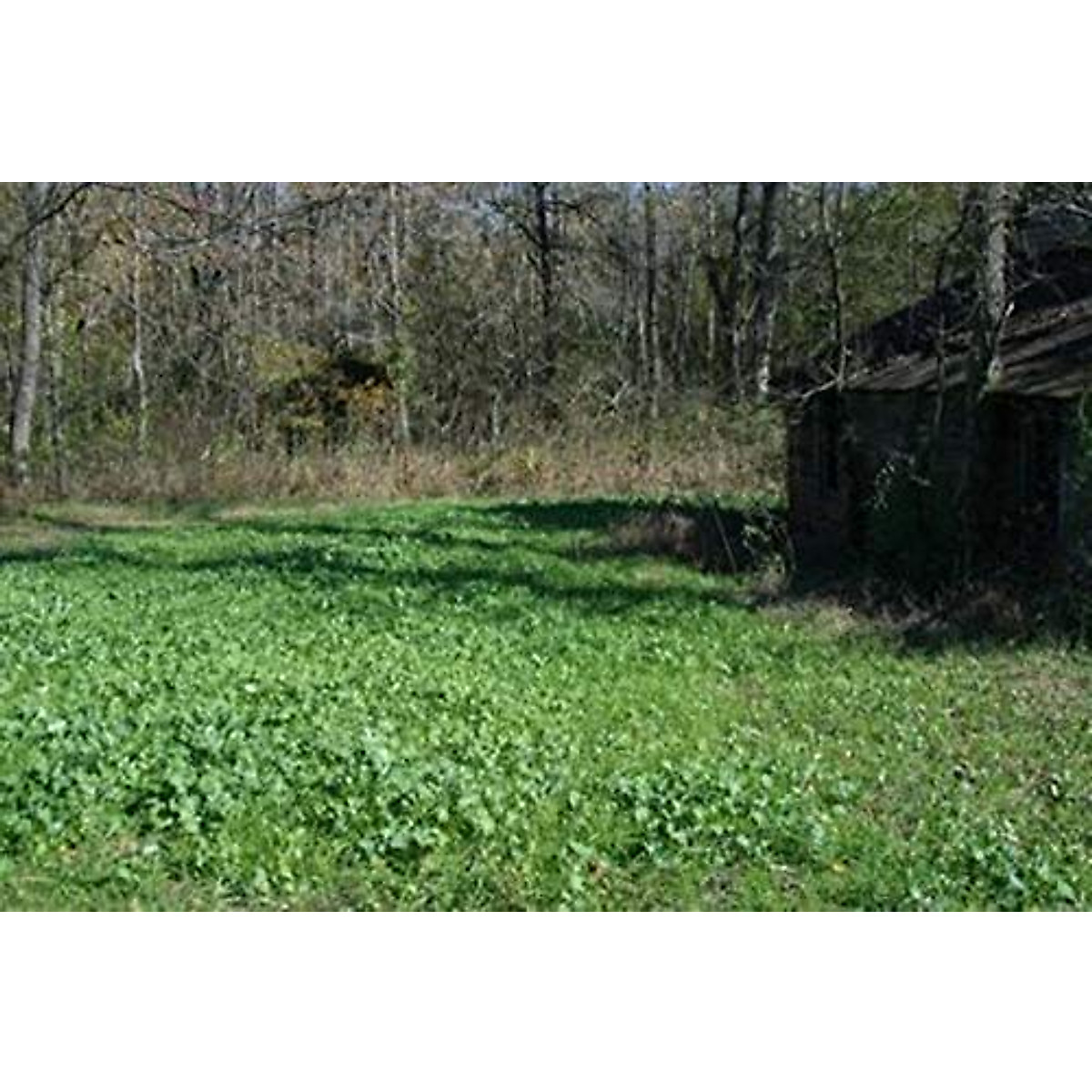 Whitetail Institute Imperial No-Plow Food Plot Seed (Spring and Fall Planting), 9-Pound (.5 acre), White
