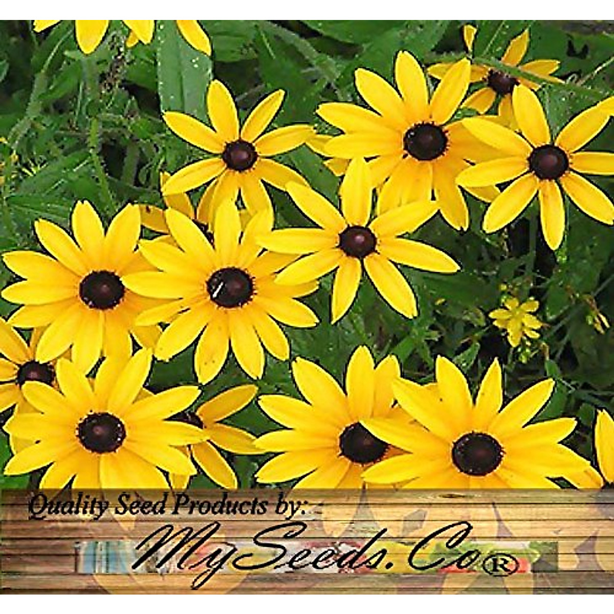 Big Pack - (100,000+) Black Eyed Susan Flower Seeds - Self Reseeds Rudbeckia hirta - Perfect Golden Cut Flowers - Flower Seeds by MySeeds.Co (Big Pack - Black Eyed Susan)