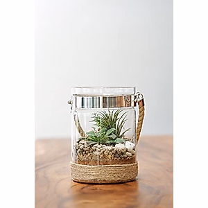 Tillandsia Air Plants Live Indoor Plants (12PK), Airplants Variety Live Plant Kit, Tropical Plants Live Houseplants, Air Plant Live Succulents Plants Live Plants Indoor House Plants by Plants for Pets