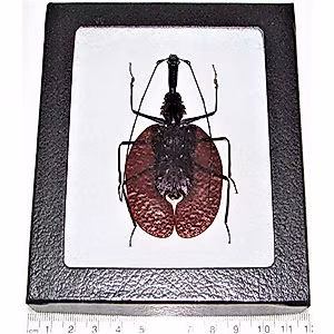 BicBugs Mormolyce phyllodes Real Framed Violin Guitar Banjo Beetle Indonesia