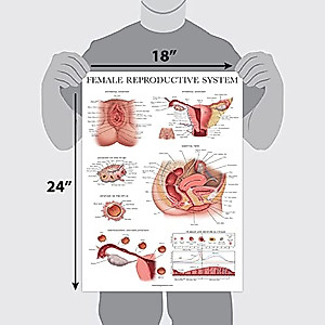 3 Pack - Female Reproductive System Anatomical Poster + Male Reproductive System + Pregnancy and Birth Anatomy Charts