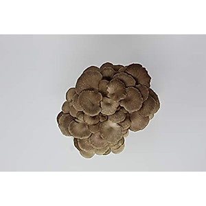 Forest Origins Specialty Trio Oyster Mushroom Grow Kit 3-Pack Variety - Beginner Friendly & Easy to Use, Grows in 10 Days | Handmade in California, USA | Top Gardening Gift, Holiday Gift & Unique Gift