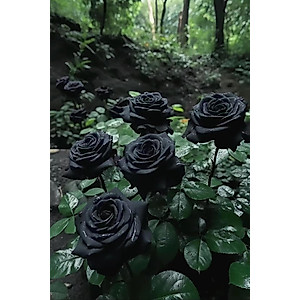 Rare Black Rose Seeds for Planting, Heirloom, No-GMO 200+ Beautiful Flower Seeds Home Garden Bonsai