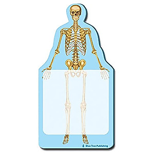 Fun Anatomy Sticky Notes Collection, 6 Pack-100 Sheets Per Pack, Medical Note Pads and Great Gifts.