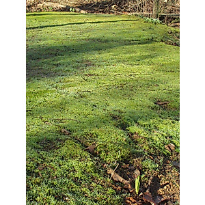 Living Mixed Moss Perfect for terrariums, Bonsai and kokedamas 9"x12" Sheet