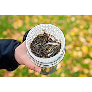 Bait Up 35 Live Bait Container, Clear