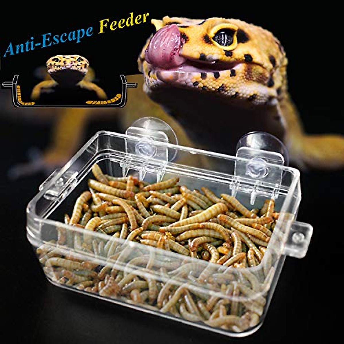 Fuongee Reptile Gecko Feeder Dish Bowl Chameleon Worm Anti-Escape Bowl Suction Cup Feeder for Reptiles, 1 Feeder and 2 Feeding Tong
