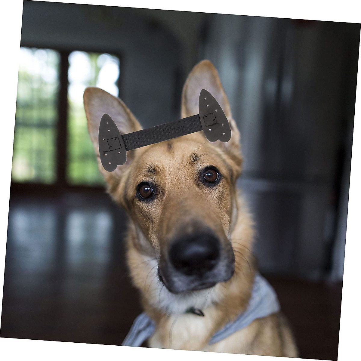 ORFOFE 1Set Dog Ear Tape for Puppy Ear Support Standing Tape for Dog Ears Pet Accessory for Puppies for Ear Molding and Erecting Ears