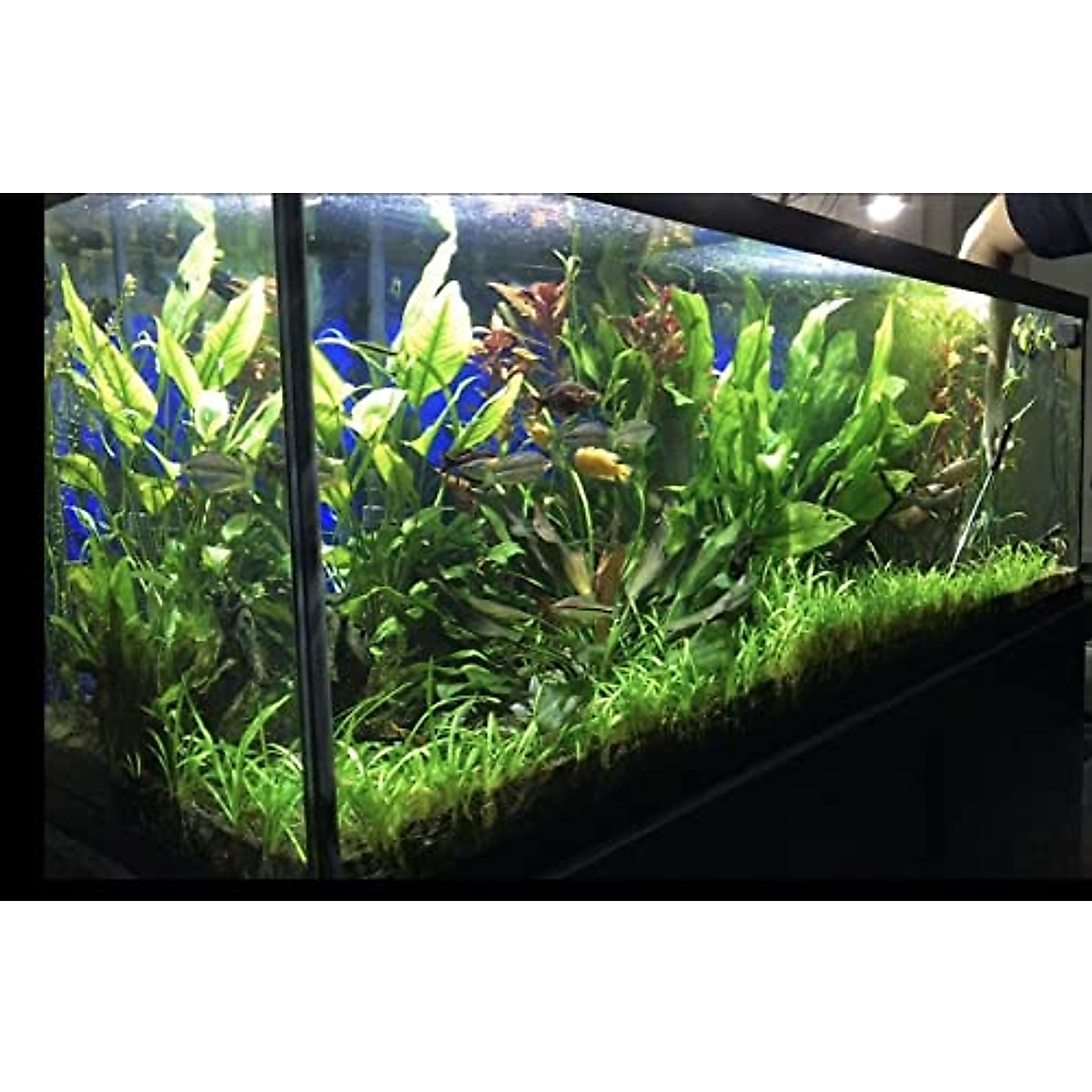 15x Dwarf Sagittaria Subulata Dwarf Sag Live Aquarium Plants Aquatic Carpet Plant Buy 2 GET 1FREE