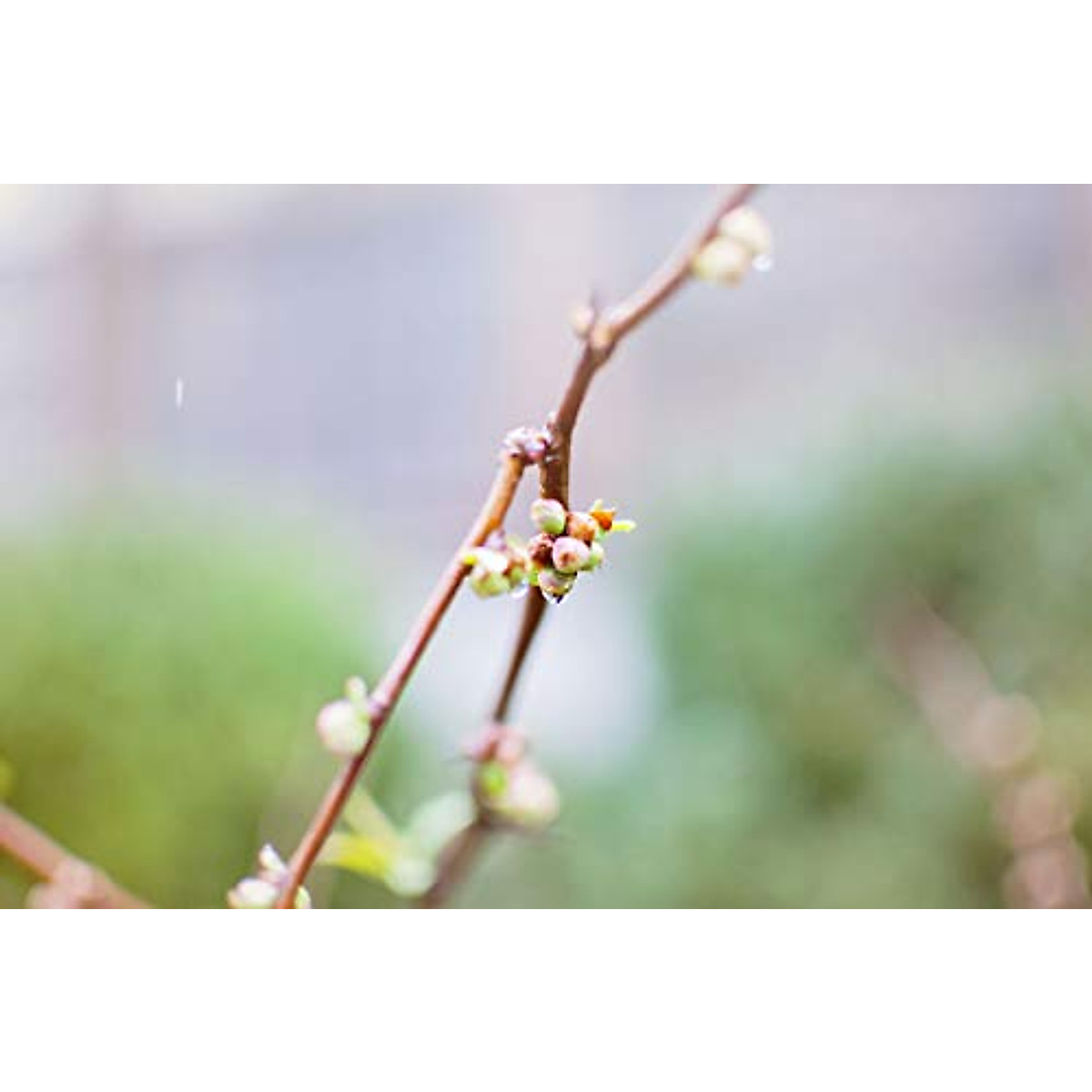 Raindrop on Branch, Limited Edition 1, Photo 3 of 4 - Framed Office Art- Inspirational 24x30-with 20x24-mat