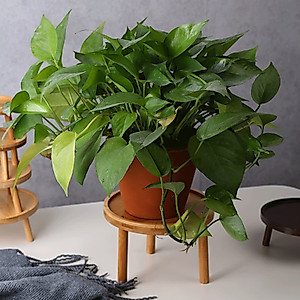 Bonsai Pedestal Wooden Stool Vase Base Solid Wood Flowerpot Tray Flower Shelf Indoor Desktop Living Room Potted Plant Succulent Green Display Stand Bonsai Base (Size : 3.35in)