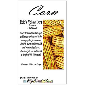 1 lb (1,600+ Seeds) Reid's Yellow Field Corn Seed (OP) Open pollinated Variety - Non-GMO Seeds by MySeeds.Co (1 lb Reid Yellow Corn)