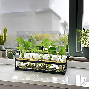 Quuavio Plant Propagation Stations with Metal Stand, Desktop Plant Terrarium with 5 Air Propogation Jars, Flower Glass Vasefor Hydroponic, Home Garden Window Office Decor, Plants Gifts