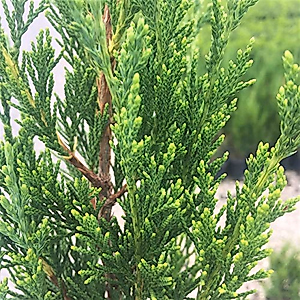 Spartan Juniper (2.5 Quart) Fast Growing Evergreen Tree with Dense Green Foliage - Full Sun Live Outdoor Plant