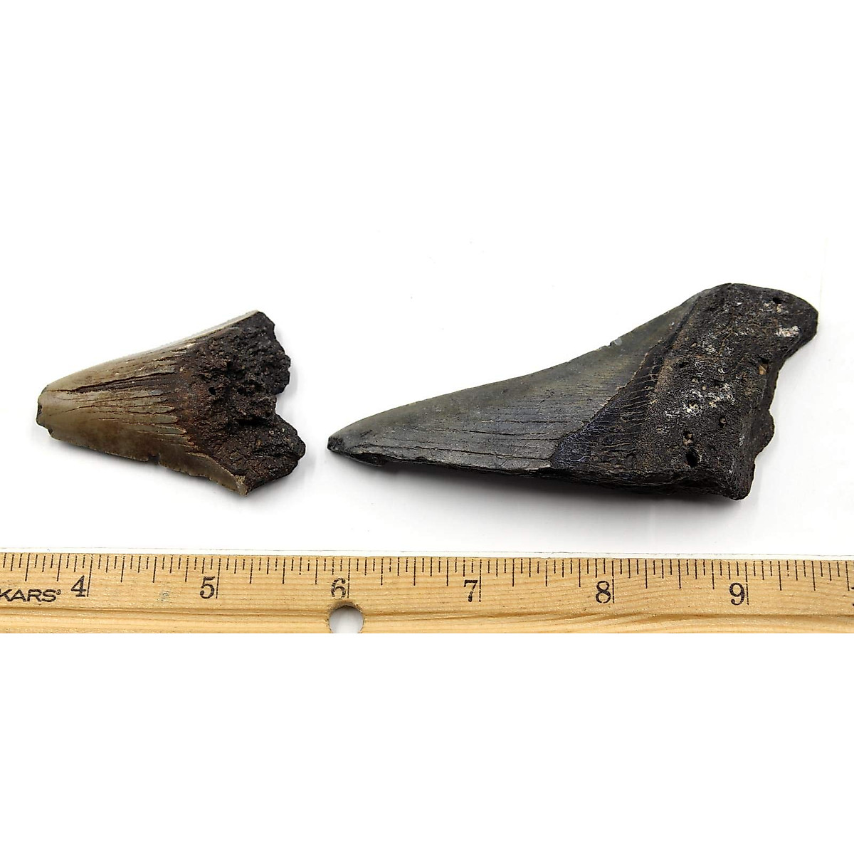 Megalodon Teeth Lot of 6 Fossils w/6 info Cards Shark #15666 25o