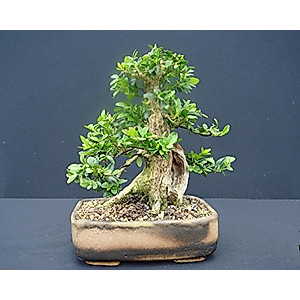 Heirloom Boxwood, Buxus Sempervirens, 30 Seeds, (Hardy Evergreen, Topiary, Hedge, Bonsai)