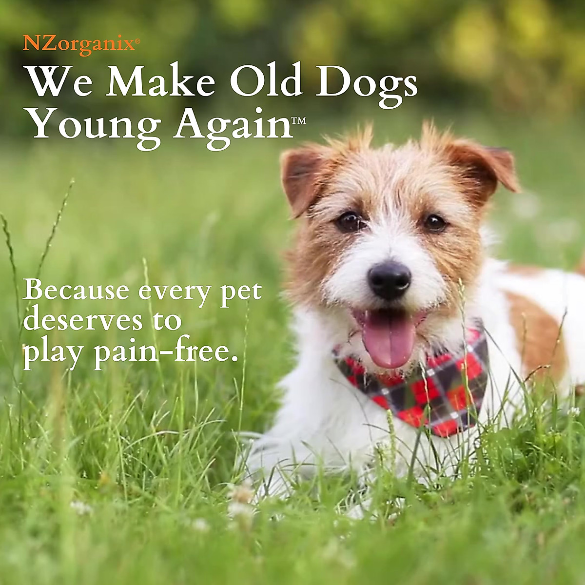 KiwiOrganix NZorganix FlexxiJoints 100% New Zealand Green-Lipped Mussel Powder, Hip & Joint Support Formula for Dogs & Cats, with Glucosamine, Chondroitin 200g (600 Servings)