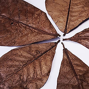 JAITAN Premium Indian Almond Leaves – Water Conditioner, Benefits with Fish Fin Color Enhancement, Effective Breeding of Betta Fish & Shrimp, 8-10 Inches, 50g (20+ Leaves/Pack)