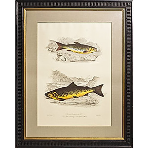 Salmo Fario - Lacustrine Varieties No. 2