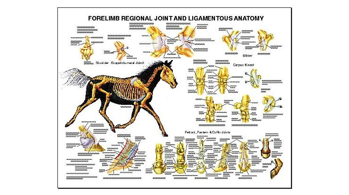 Equine Joint Anatomy Chart for Horses