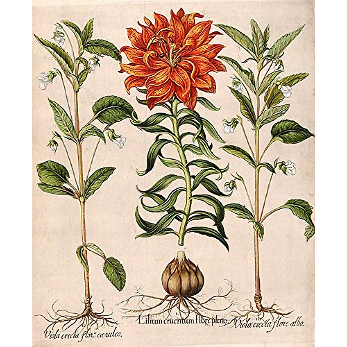 [Double-flowered orange lily] Lilium cruentum flore pleno; [Large blue violet] Viola erecta flore coeruleo; [Large white violet] Viola erecta flore albo