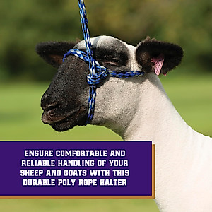 Weaver Livestock Poly Rope Sheep Halter, Modern Style Braid Sheep and Goat Rope Halter, Adjustable Lamb Halter Lead, Livestock Sheep Showing Supplies