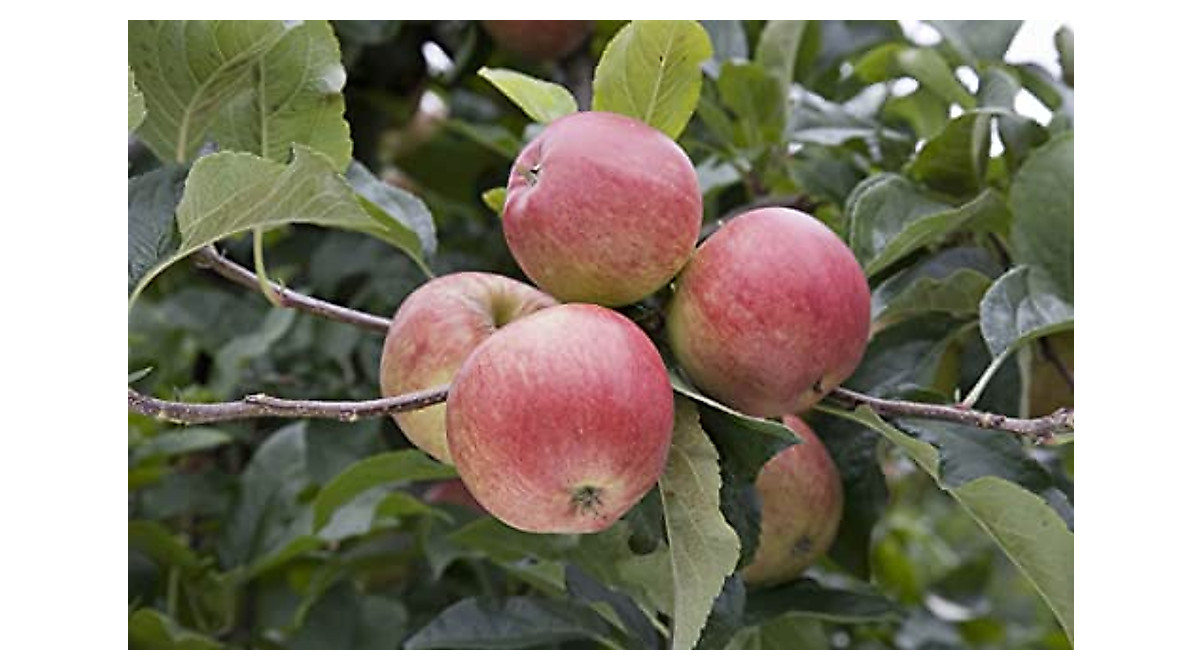 Gala Apple Tree - Easy Care Semi Dwarf by TriStar Plants