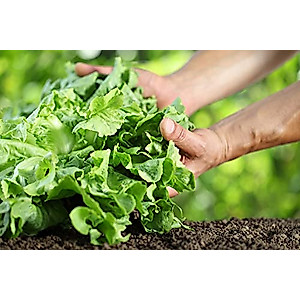 Oakleaf Leaf Lettuce Seeds for Planting, 1000+ Heirloom Seeds Per Packet, (Isla's Garden Seeds), Non GMO Seeds, Botanical Name: Lactuca Sativa, Great Home Garden Gift