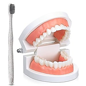 2 Pcs Standard Teeth Model Denture Model Teeth Teaching Model Adult Standard Demonstration Teeth Model with Toothbrush for Kids Teaching Supplies