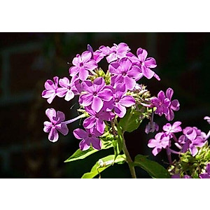 Tall Purple Phlox Paniculata Garden Summer Native Hummingbird Flower jocad (10 Seeds)