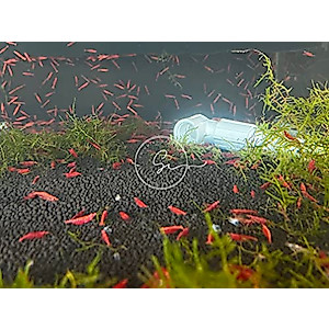 Swimming Creatures 10 Fire Red(GradeA+) Cherry Neocaridina Freshwater Aquarium Shrimp. Live Arrival Guarantee