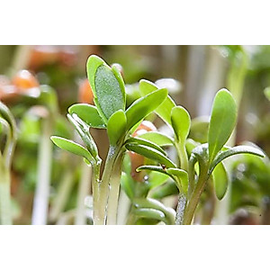 Sow Right Seeds - Cress Seed for Planting - All Non-GMO Heirloom Cress Seeds with Full Instructions for Easy Planting and Growing Your Kitchen Herb Garden, Indoor or Outdoor; Great Gift (2 Packets)