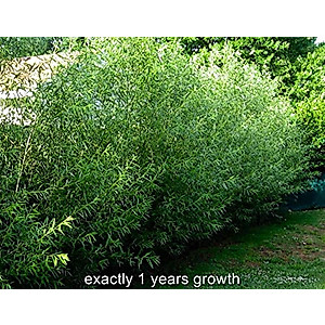 24 Hybrid Willow Trees. Austree Grows 12 Foot 1st Season. Create Instant Privacy Fence Hedge