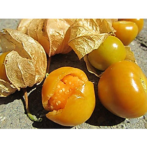 Cape Gooseberry Ground Cherry Seeds - Hundreds of Fruit on Each Plant. (100 - Seeds)